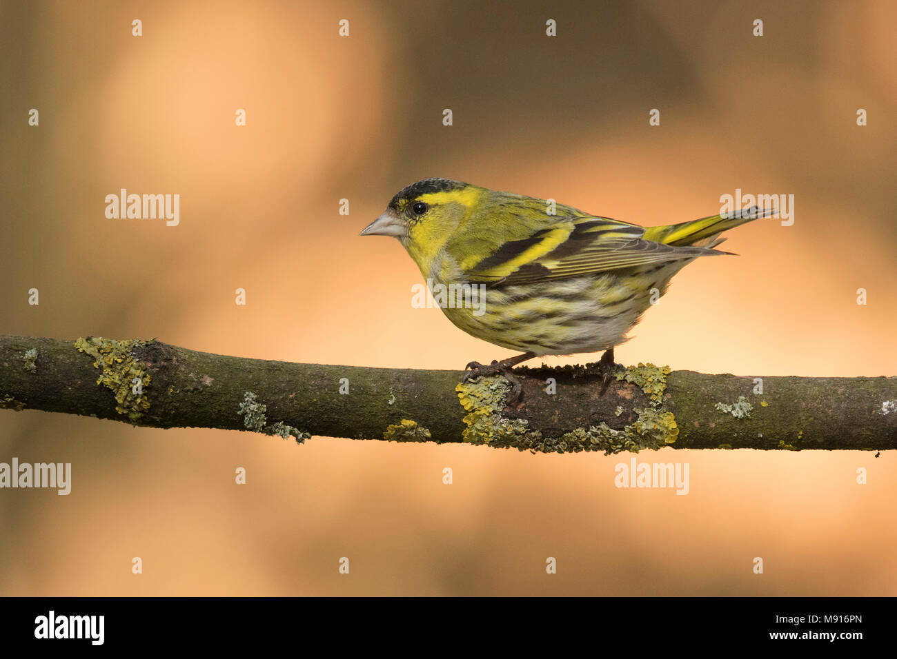 Sijs man; Eurasian Siskin male Stock Photo - Alamy