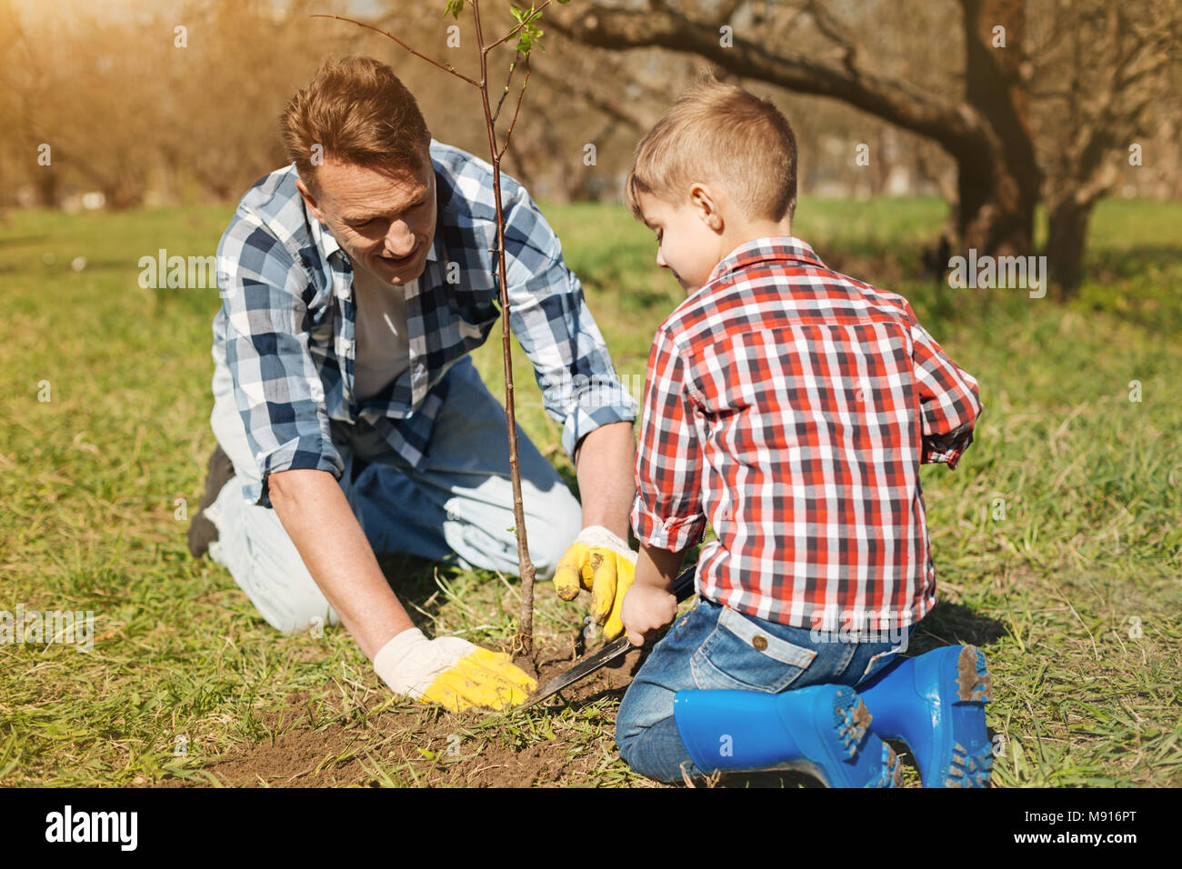Cheerful father and his son planting a tree Stock Photo - Alamy