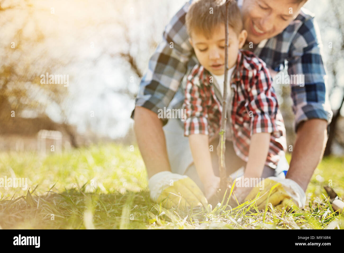 Pleasant father and his son planting a tree Stock Photo - Alamy