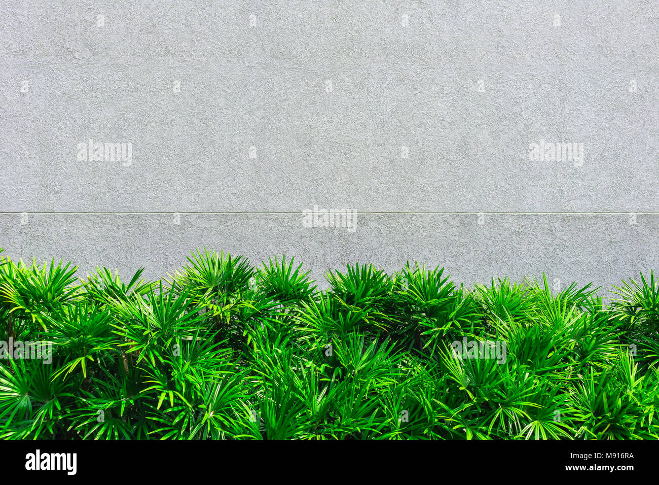 Tree in front of concrete wall hi-res stock photography and images - Alamy