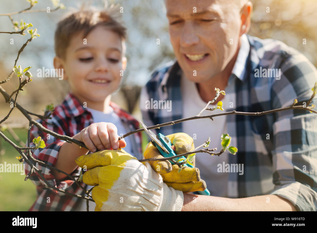 Positive caring father pruning a tree with his son Stock Photo - Alamy