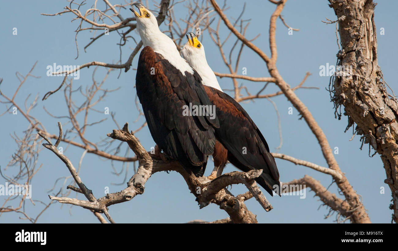 African fish eagles eagle pair hi-res stock photography and images - Alamy