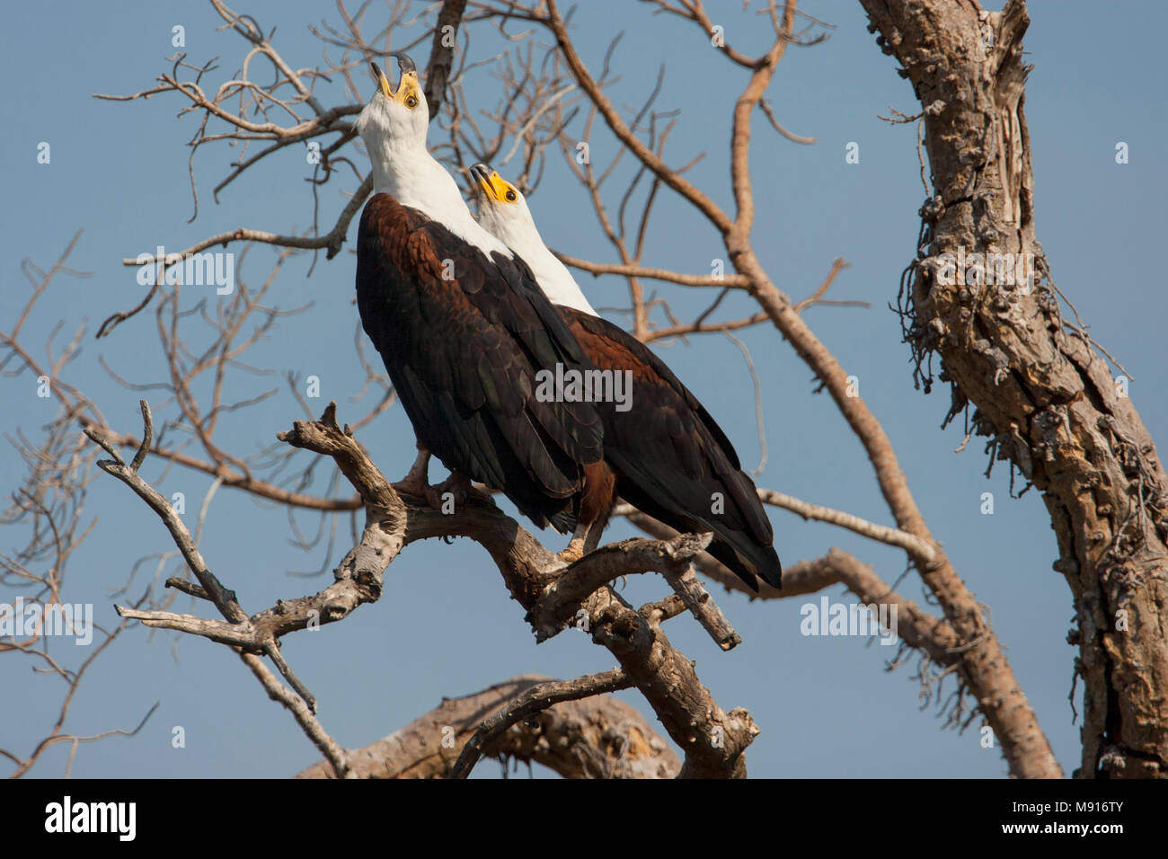 Kale boom hi-res stock photography and images - Alamy