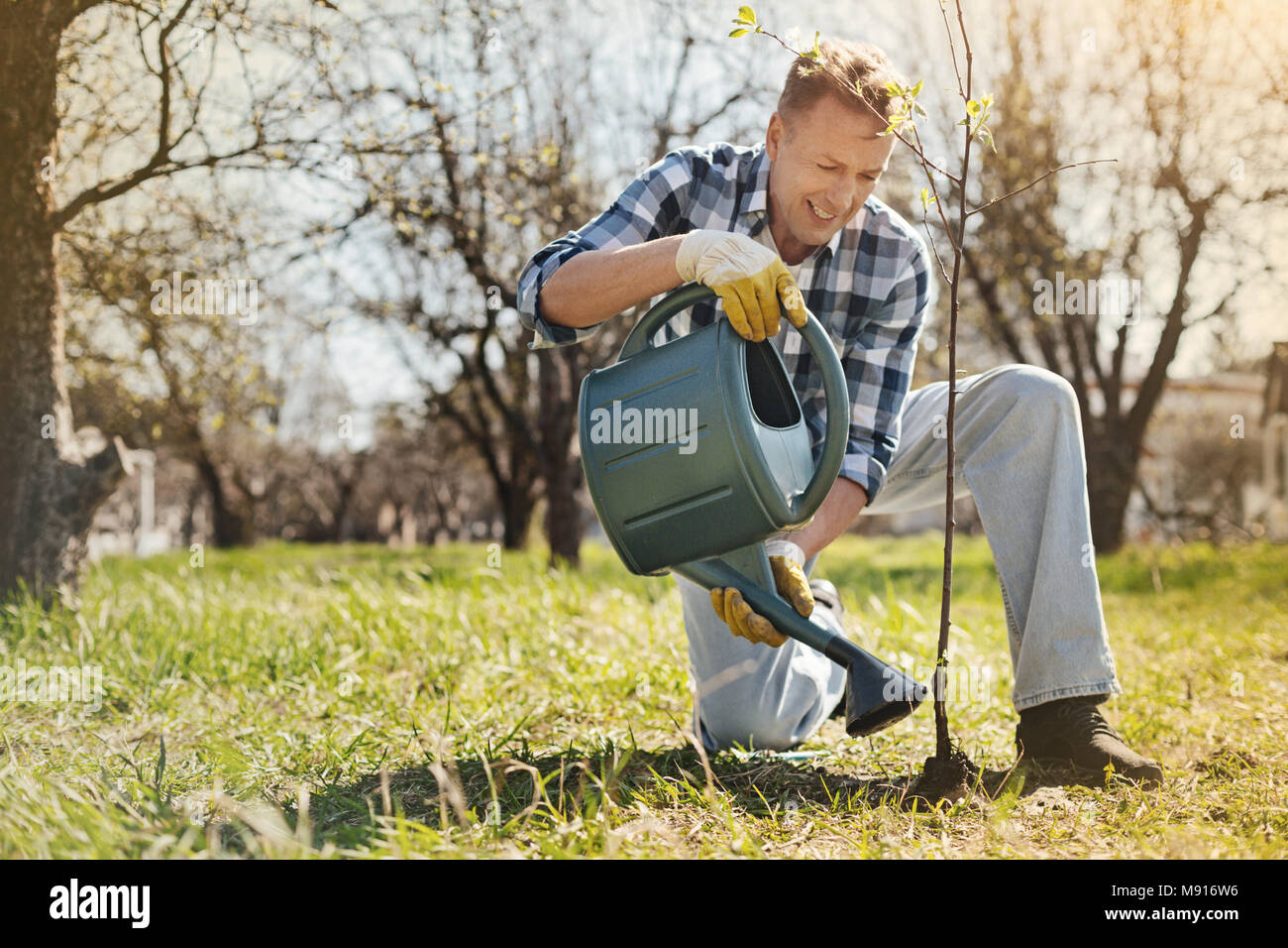 Positive adult man watering a tree Stock Photo - Alamy