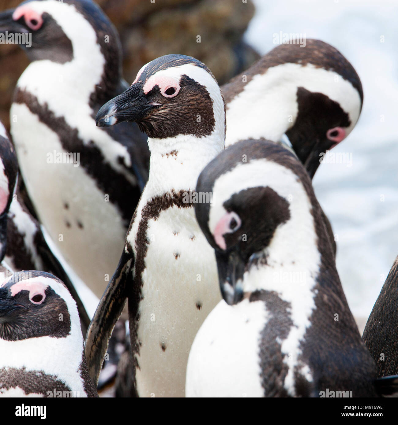 Jackass pinguins hi-res stock photography and images - Alamy