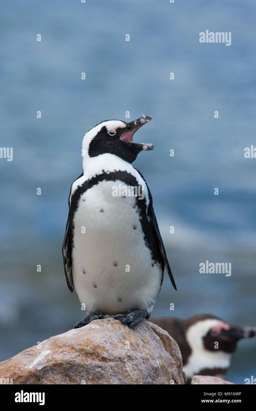 Jackass pinguins hi-res stock photography and images - Alamy