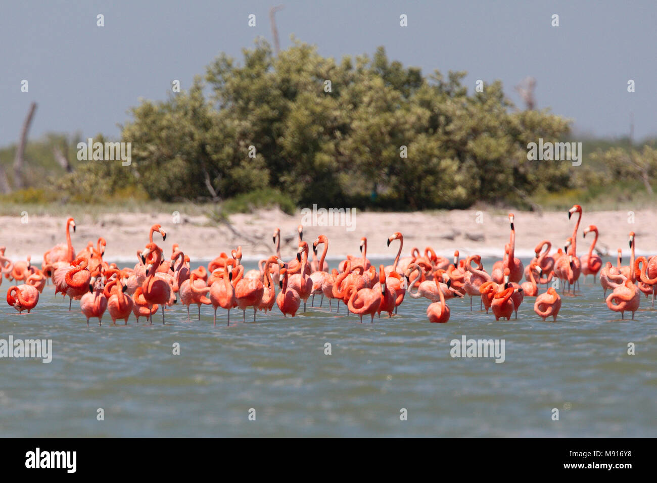 Flamingo mexico hi-res stock photography and images - Alamy