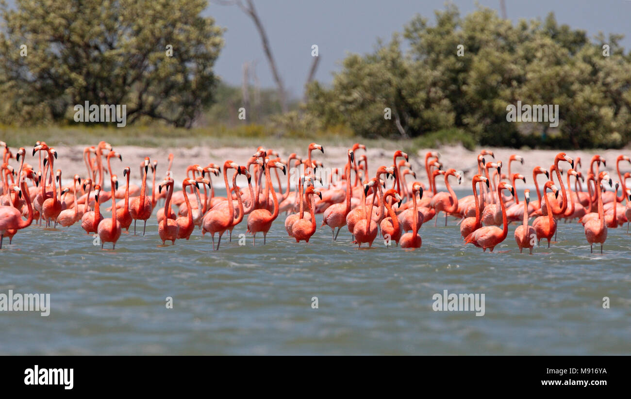 Rode Flamingo een groep Mexico, American Flamingo a flock Mexico Stock ...
