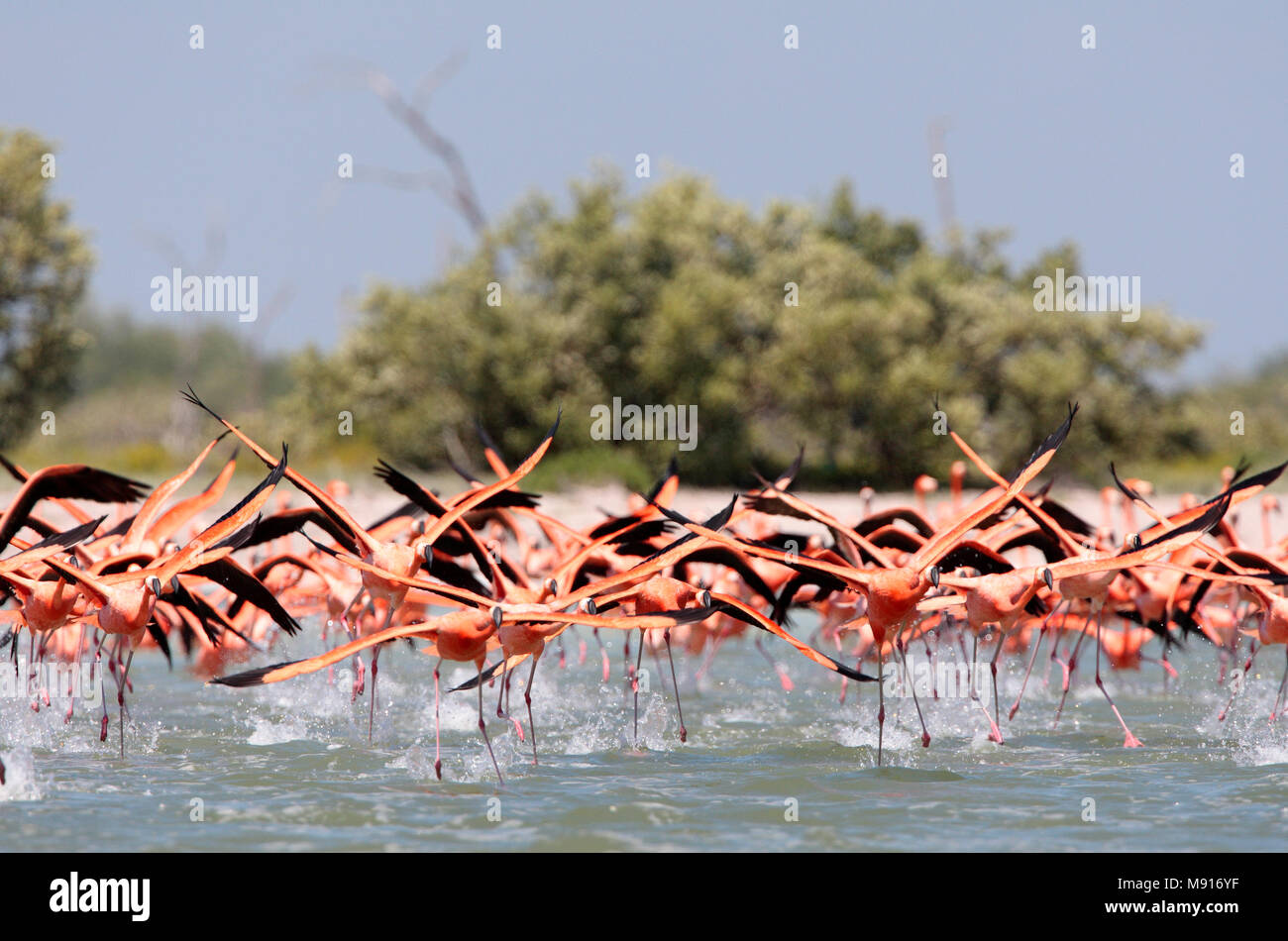 Flamingo Take Off High Resolution Stock Photography and Images - Alamy