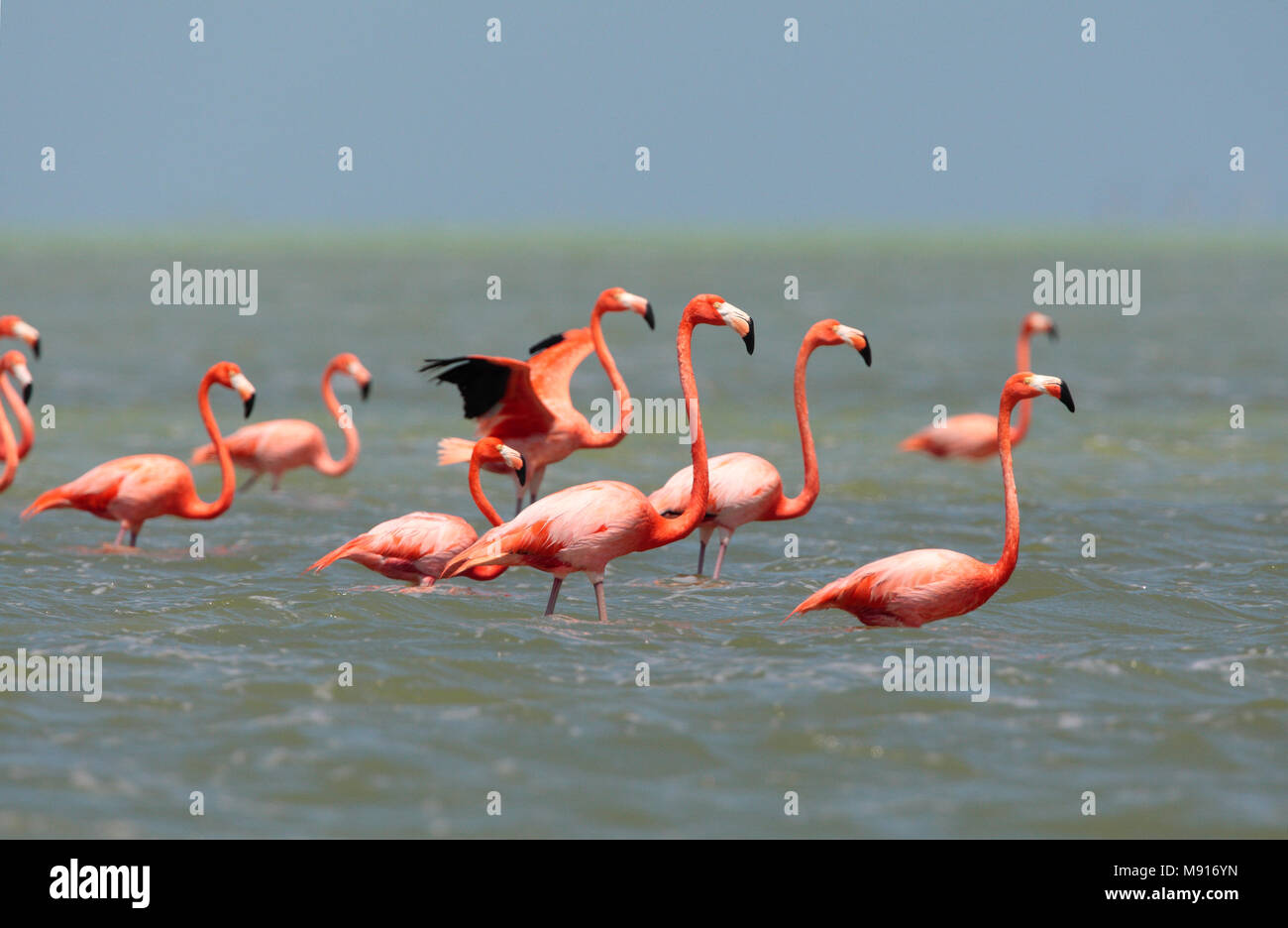 Rode Flamingo een groep wadend Mexico, American Flamingo a flock wading ...
