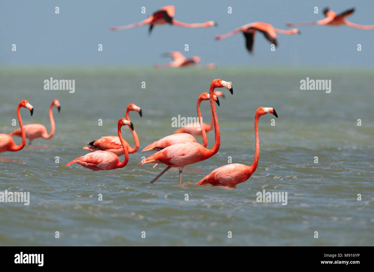 Rode Flamingo een groep wadend Mexico, American Flamingo a flock wading ...