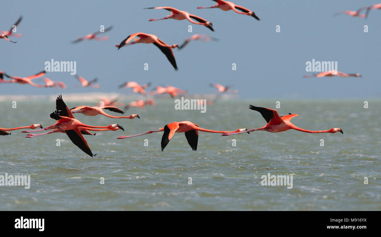 American flamingo phoenicopterus ruber in water hi-res stock ...