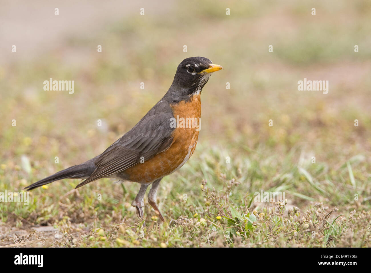 Male american robin hi-res stock photography and images - Alamy
