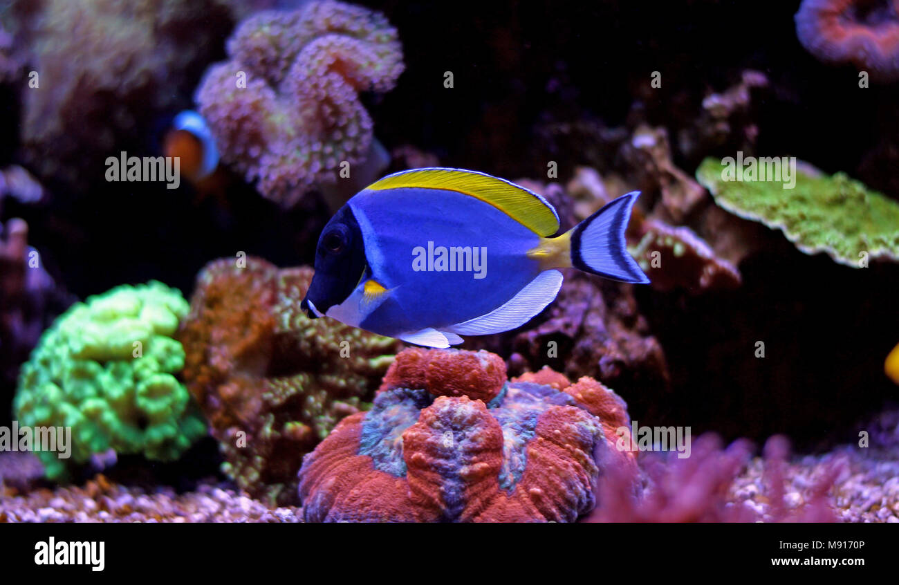 Powder blue tang Stock Photo - Alamy