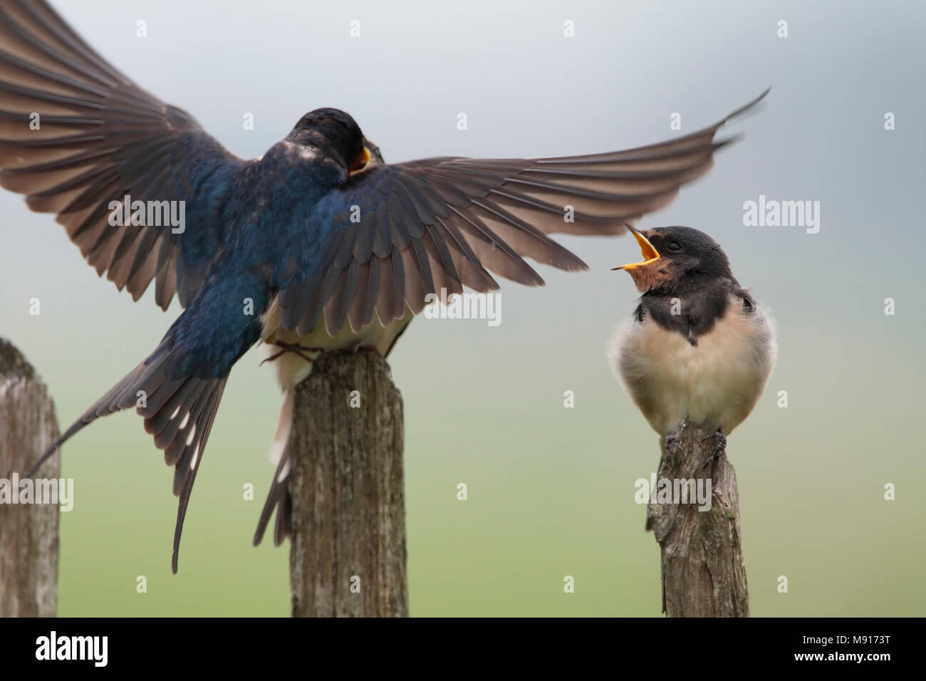 Boerenzwaluw jongen gevoerd door ouder Nederland; Barn Swallow young ...