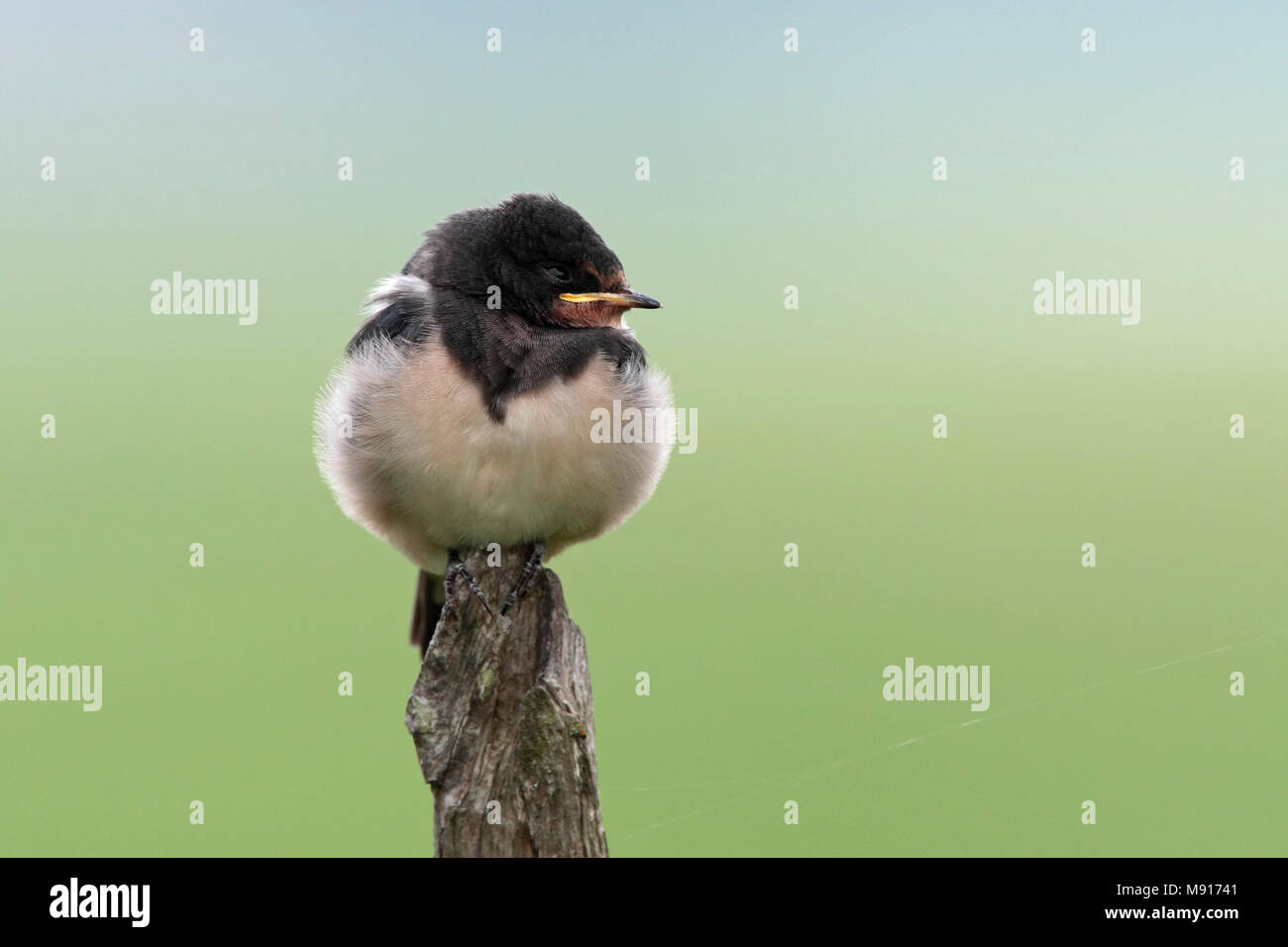 Boerenzwaluw onvolwassen rustend op houten paal Nederland; Barn Swallow ...