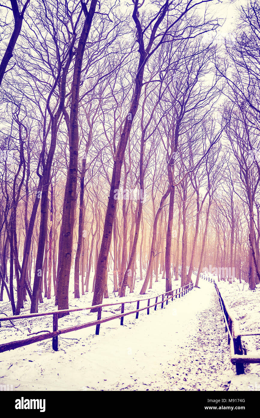 Winter forest landscape with snow covered path, color toned picture ...