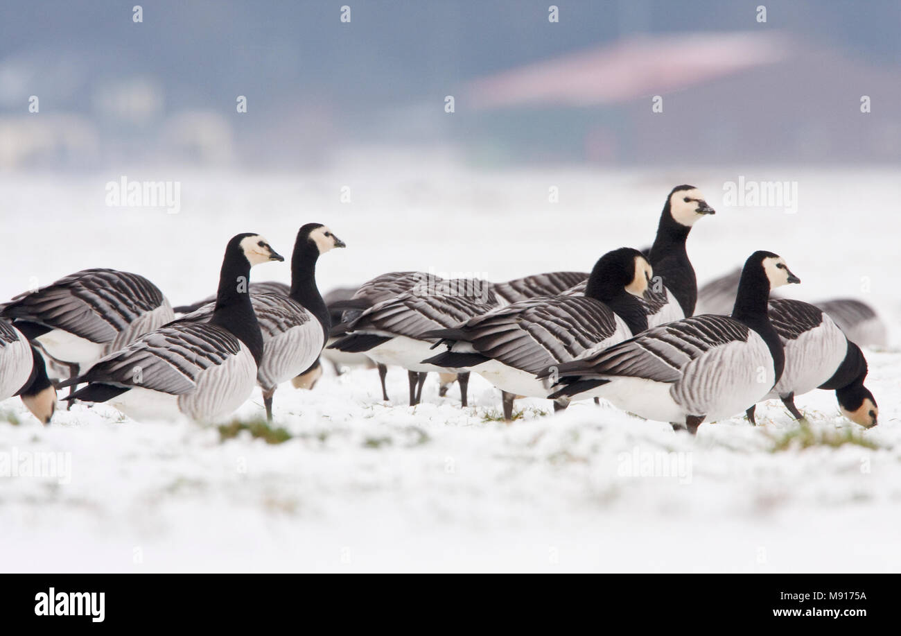 Snowy goose hi-res stock photography and images - Alamy