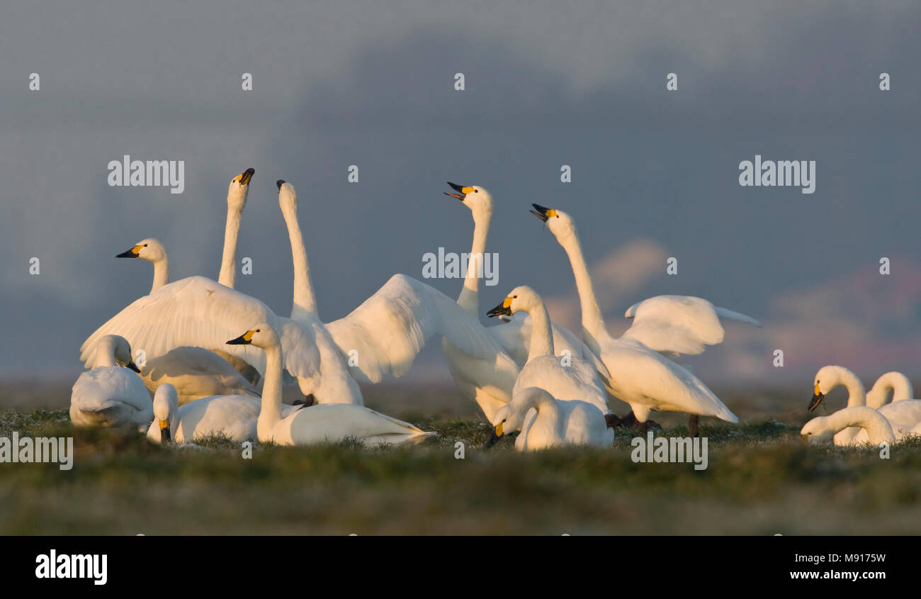 Kleine Zwaan groep die elkaar begroet Nederland, Bewicks Swan greeting ...