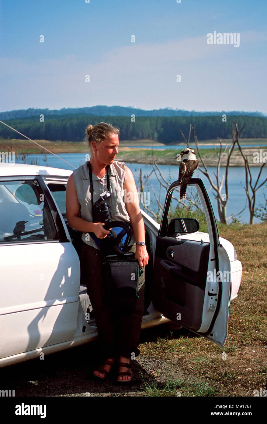 Vogelaar oog in oog met Kookaburra op auto Queensland Australie, Birder ...