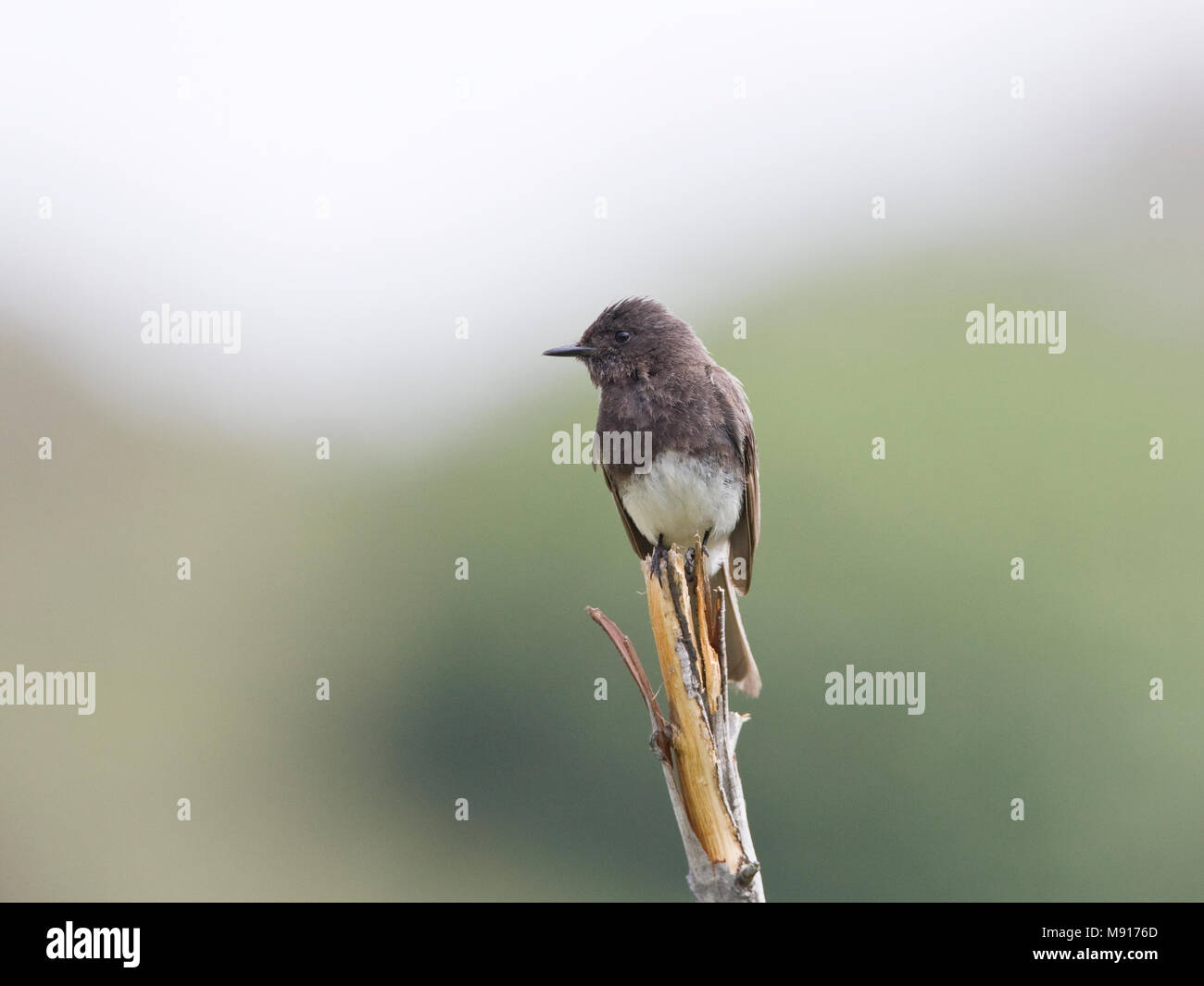 Zwarte Phoebe zittend Californie USA, Black Phoebe perched California ...