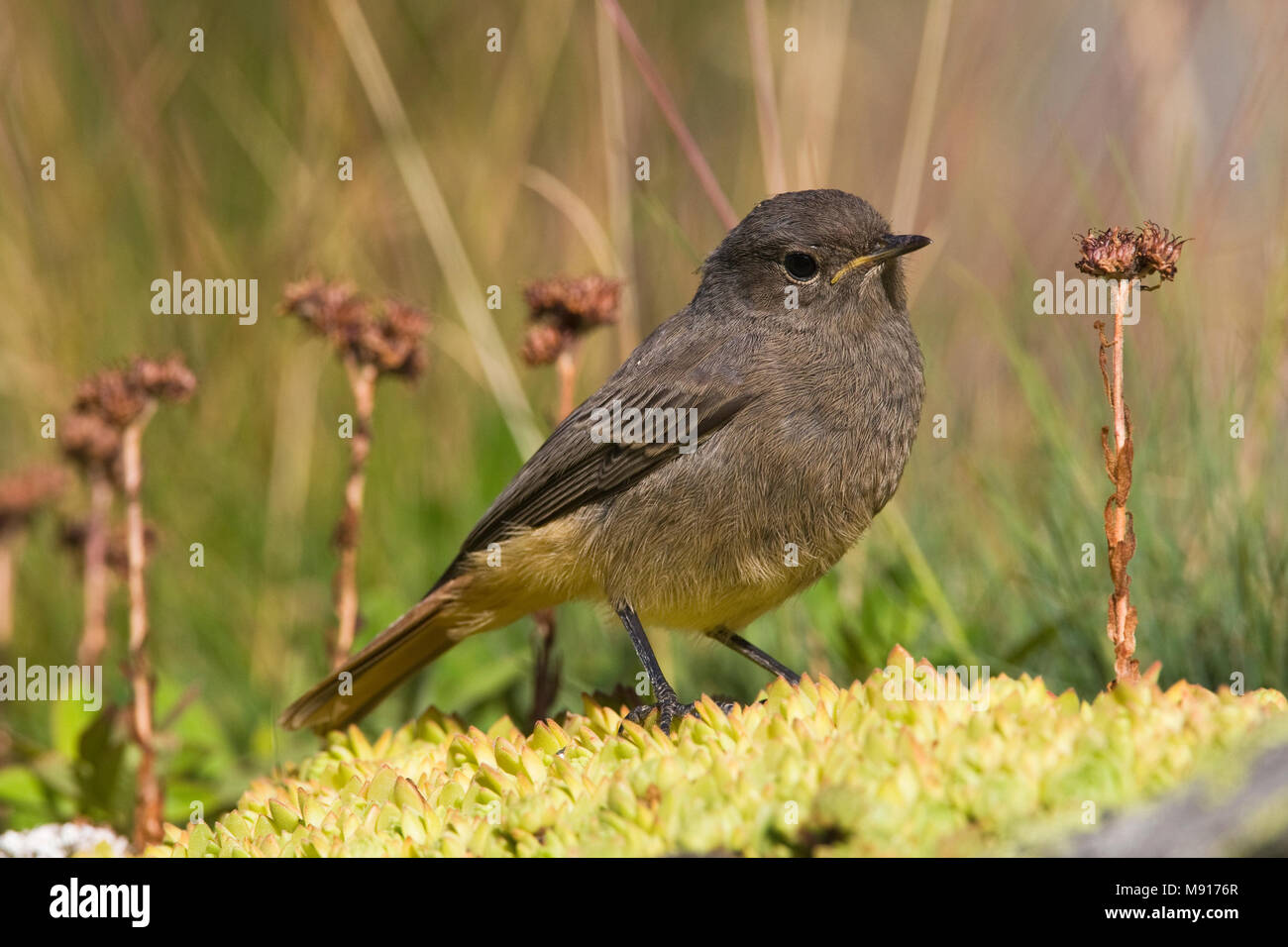 Black redstart phoenicurus ochruros juvenile hi-res stock photography ...