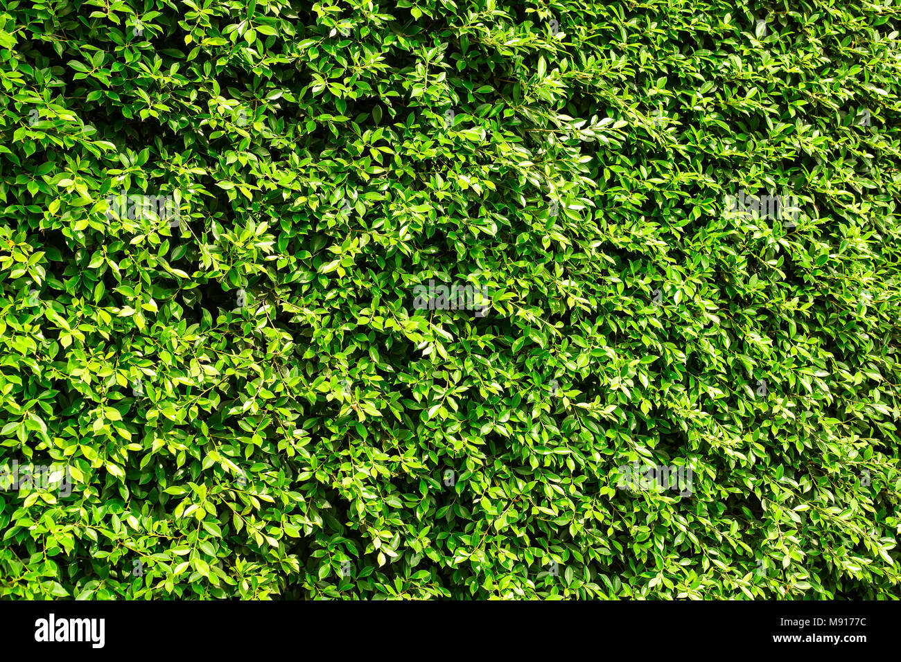 Leaves leaf structure building hi-res stock photography and images - Alamy