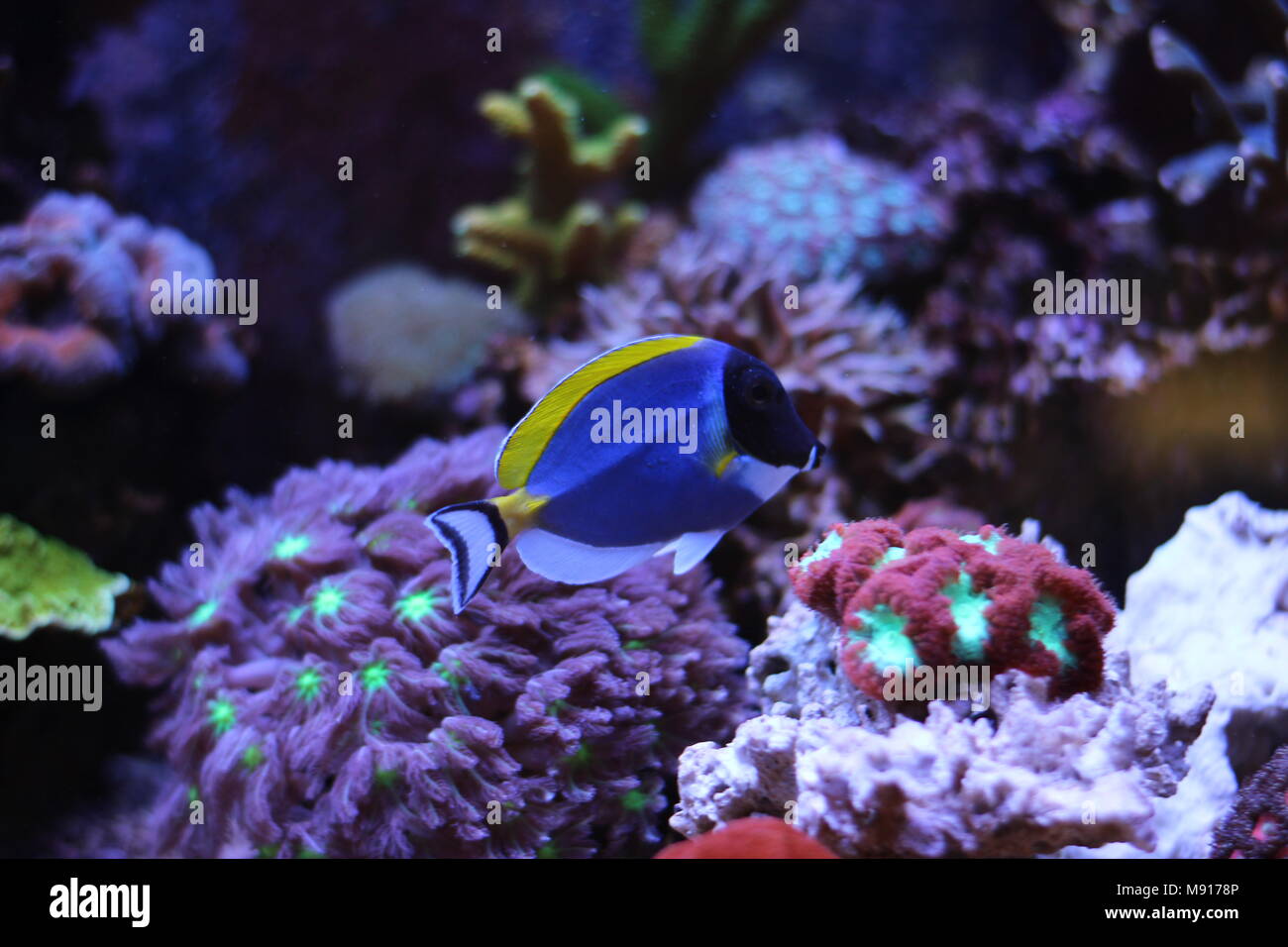 Powder blue tang Stock Photo - Alamy