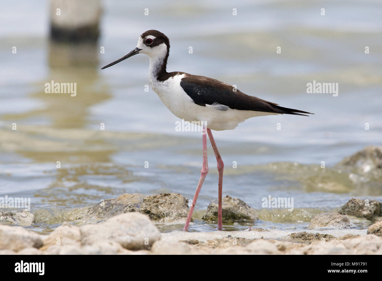 Amerikaanse steltkluut hi-res stock photography and images - Alamy