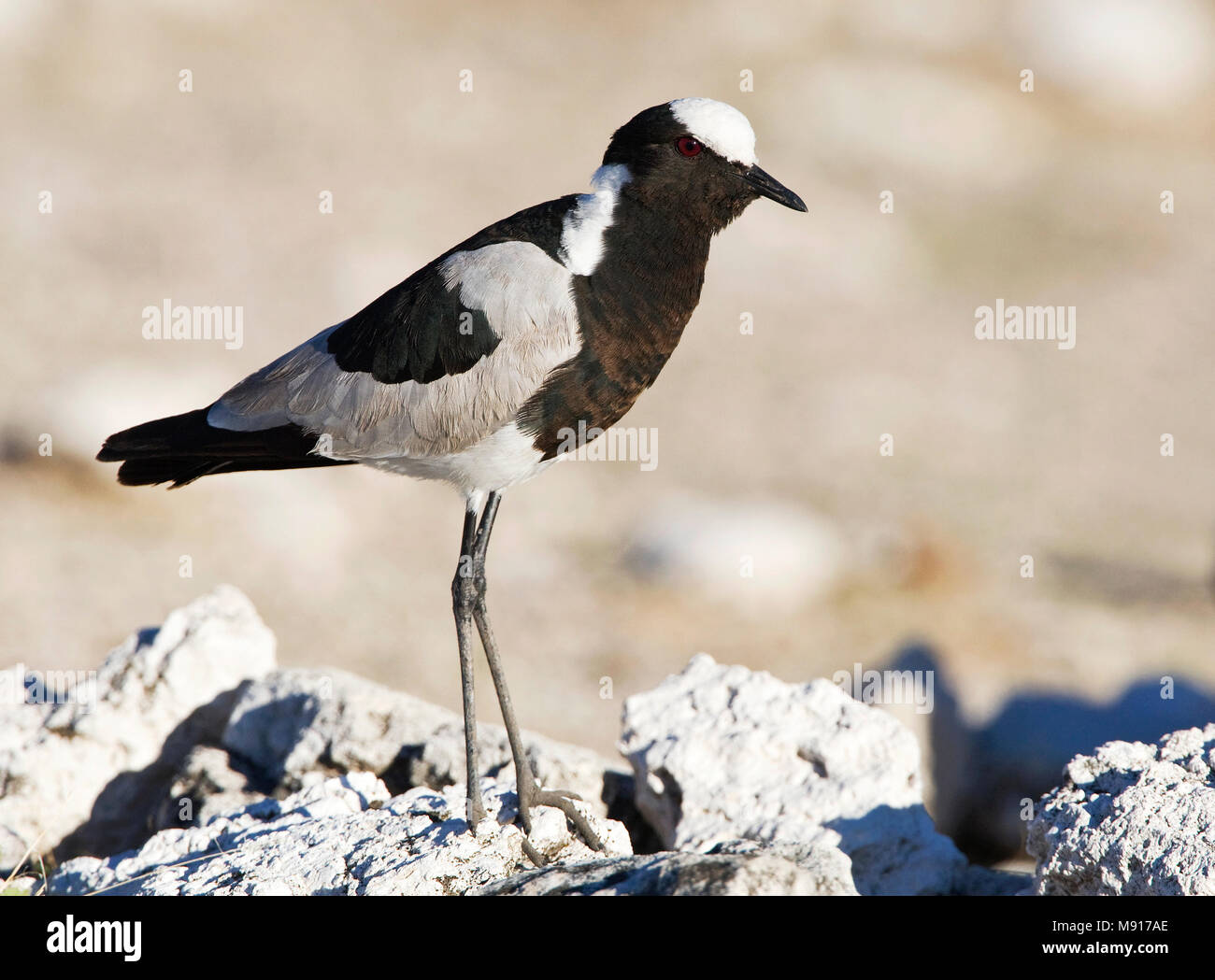 Blacksmith plover bird standing hi-res stock photography and images - Alamy