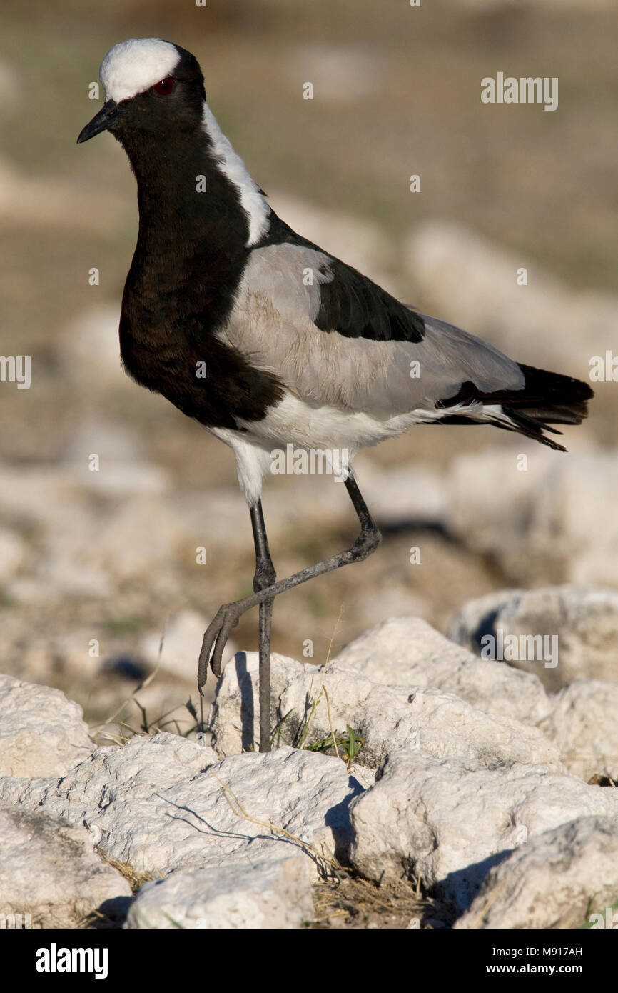 Smidsplevier adult Namibie, Blacksmith plover adult Namibia Stock Photo ...