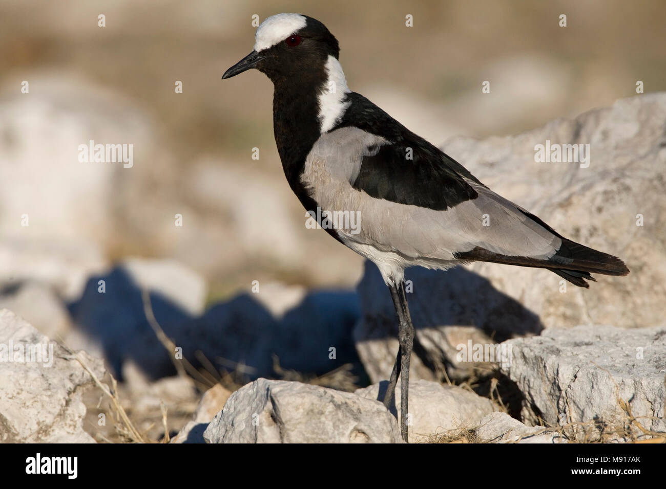Blacksmith plover hi-res stock photography and images - Alamy