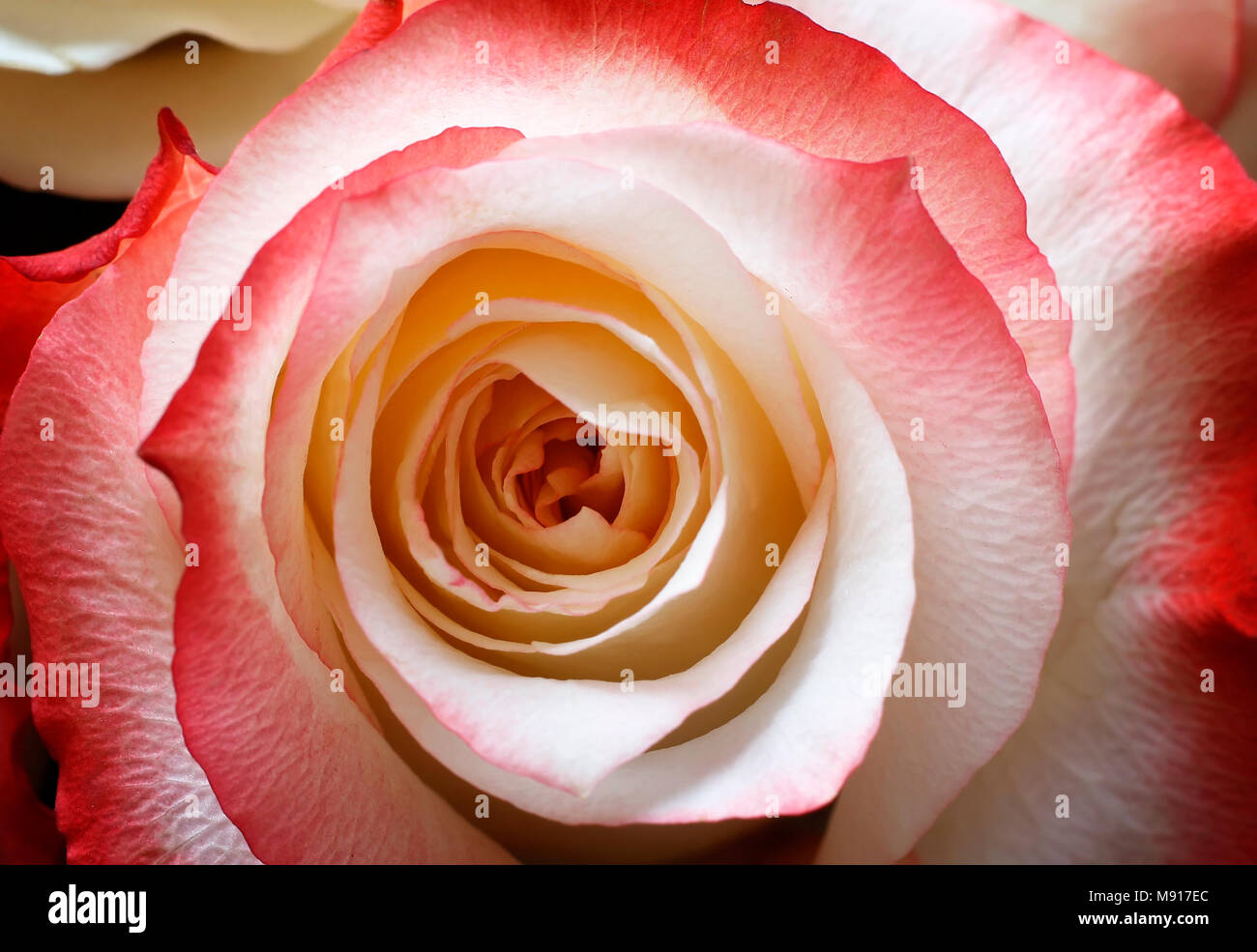 The most beautiful red rose . Closeup of the core of a rose Stock Photo ...