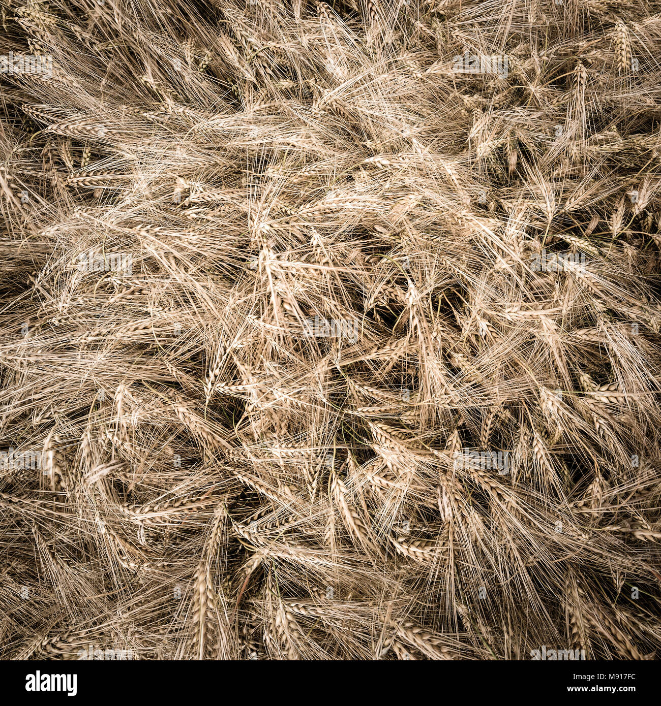 Abstract crop hi-res stock photography and images - Alamy