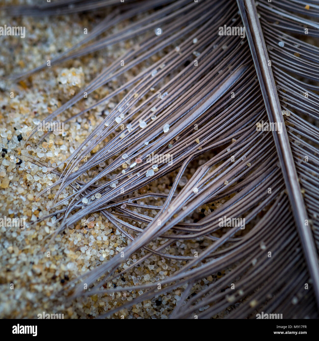 Feather barbs hi-res stock photography and images - Alamy
