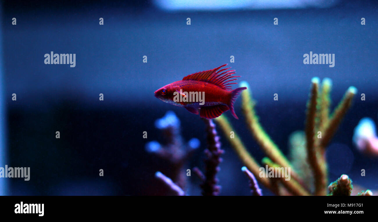 Linespot Flasher Wrasse (Paracheilinus lineopunctatus Stock Photo - Alamy