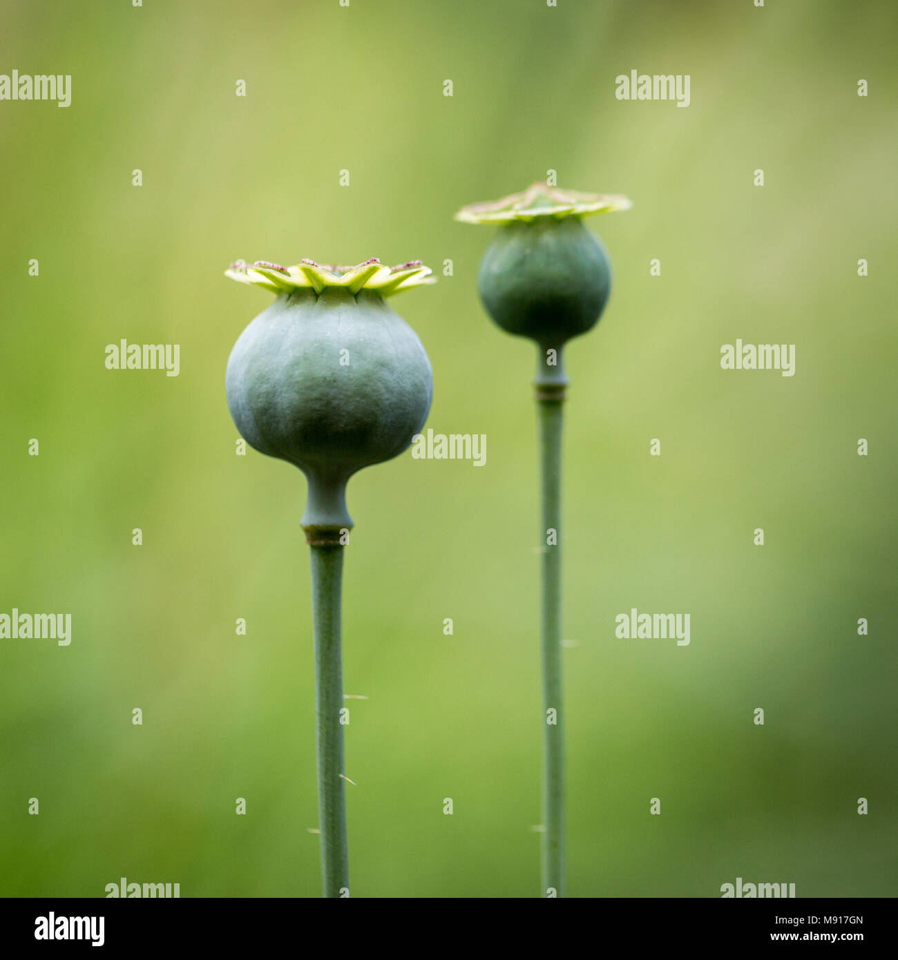 Poppy seed heads Stock Photo - Alamy