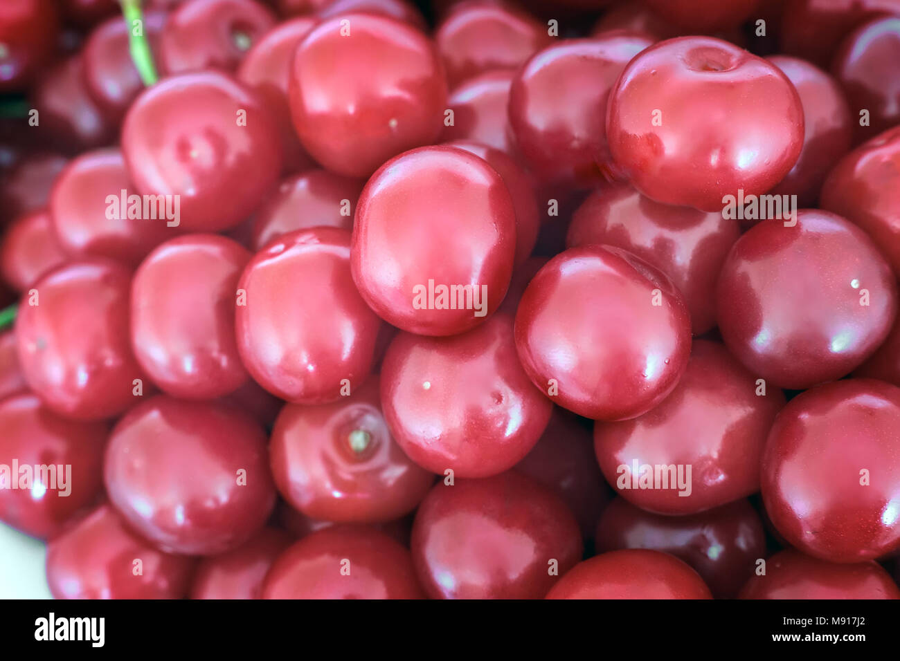 A large number of large ripe cherries with stalks background image ...