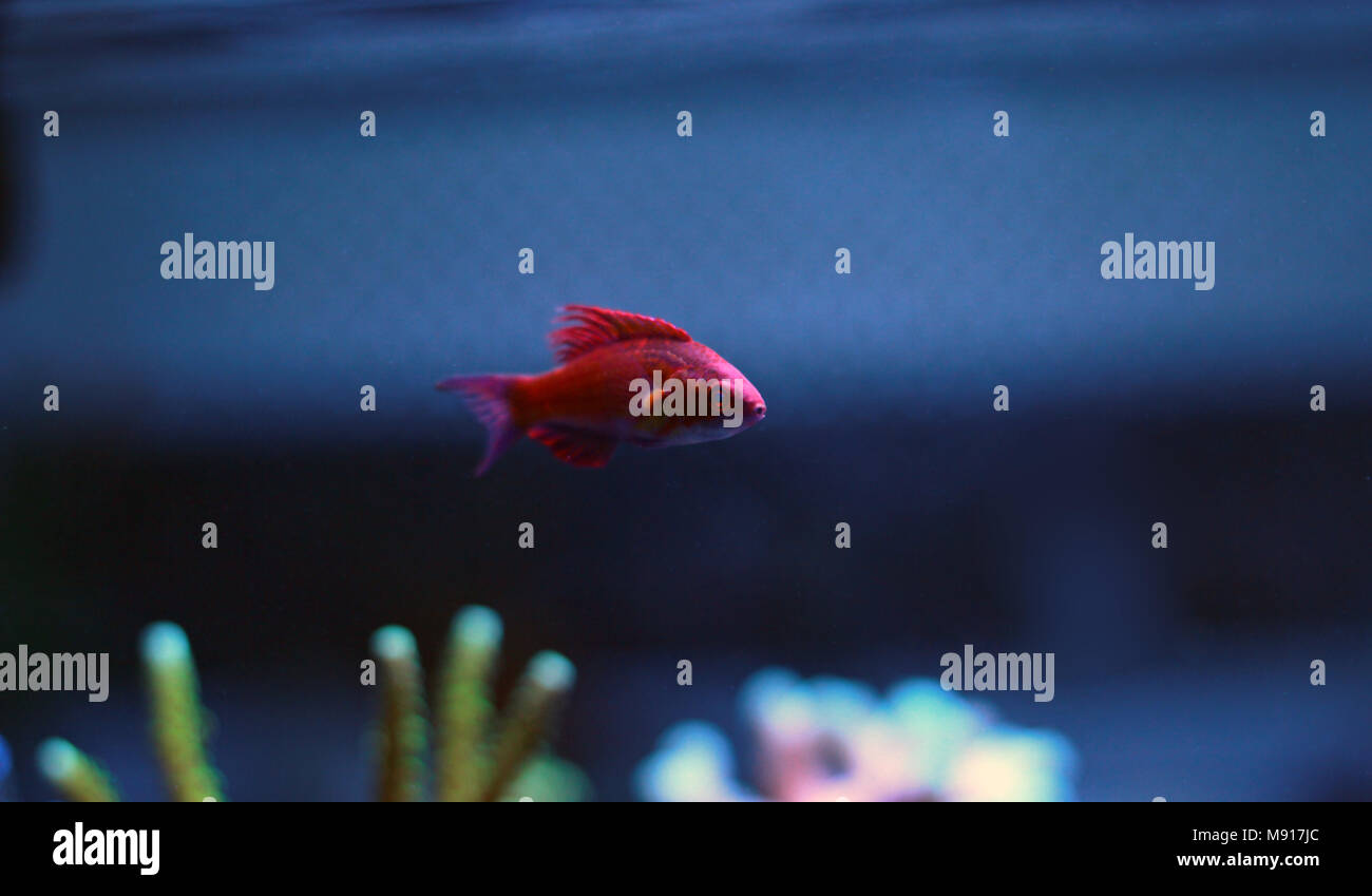 Linespot Flasher Wrasse (Paracheilinus lineopunctatus Stock Photo - Alamy