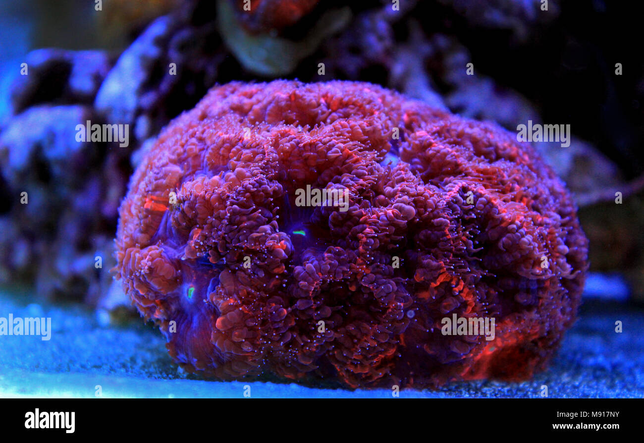 Lps corals hi-res stock photography and images - Alamy