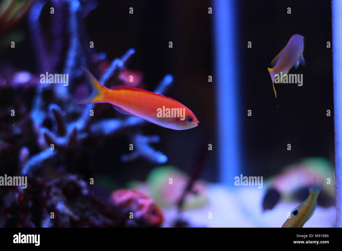 Dispar anthias hi-res stock photography and images - Alamy