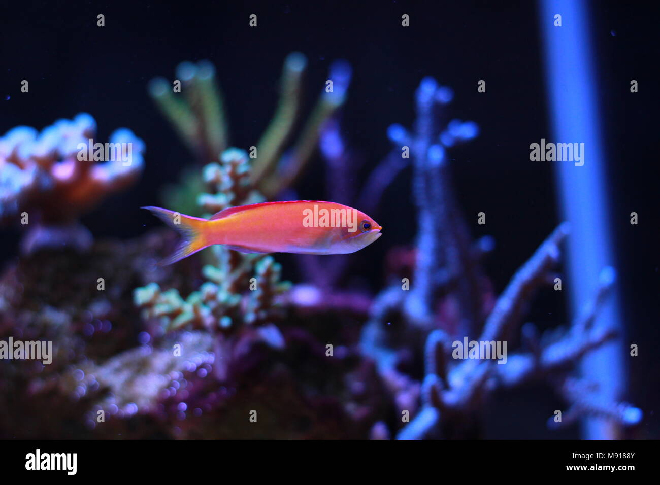 Dispar anthias hi-res stock photography and images - Alamy