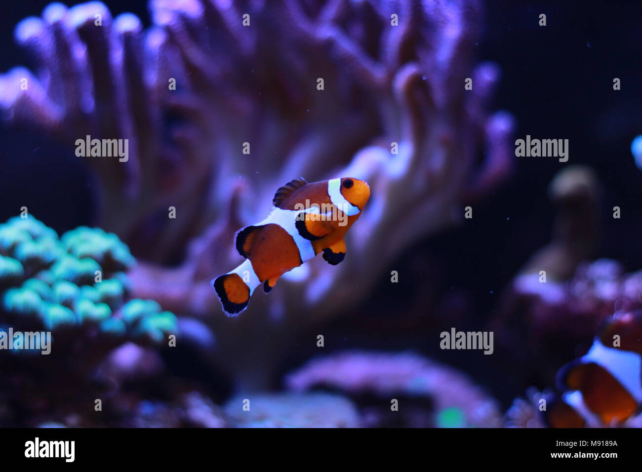 Clownfish in reef tank Stock Photo - Alamy