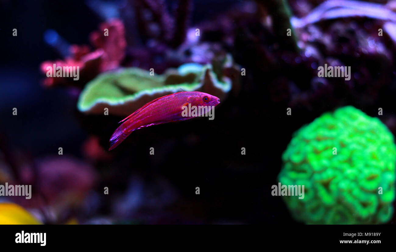 Linespot Flasher Wrasse (Paracheilinus lineopunctatus Stock Photo - Alamy