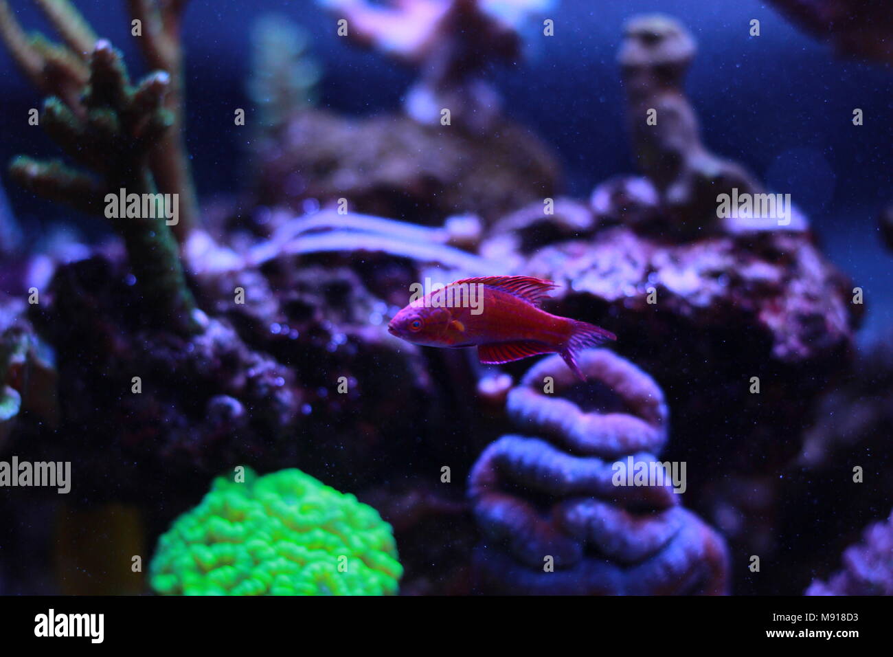 Linespot Flasher Wrasse (Paracheilinus lineopunctatus Stock Photo - Alamy