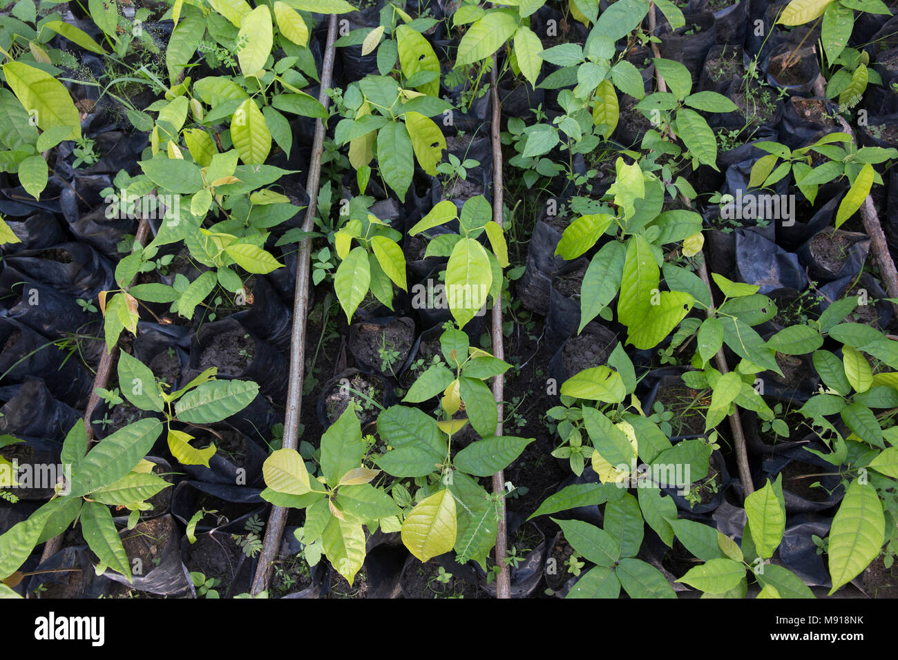 Cocoa tree hi-res stock photography and images - Alamy