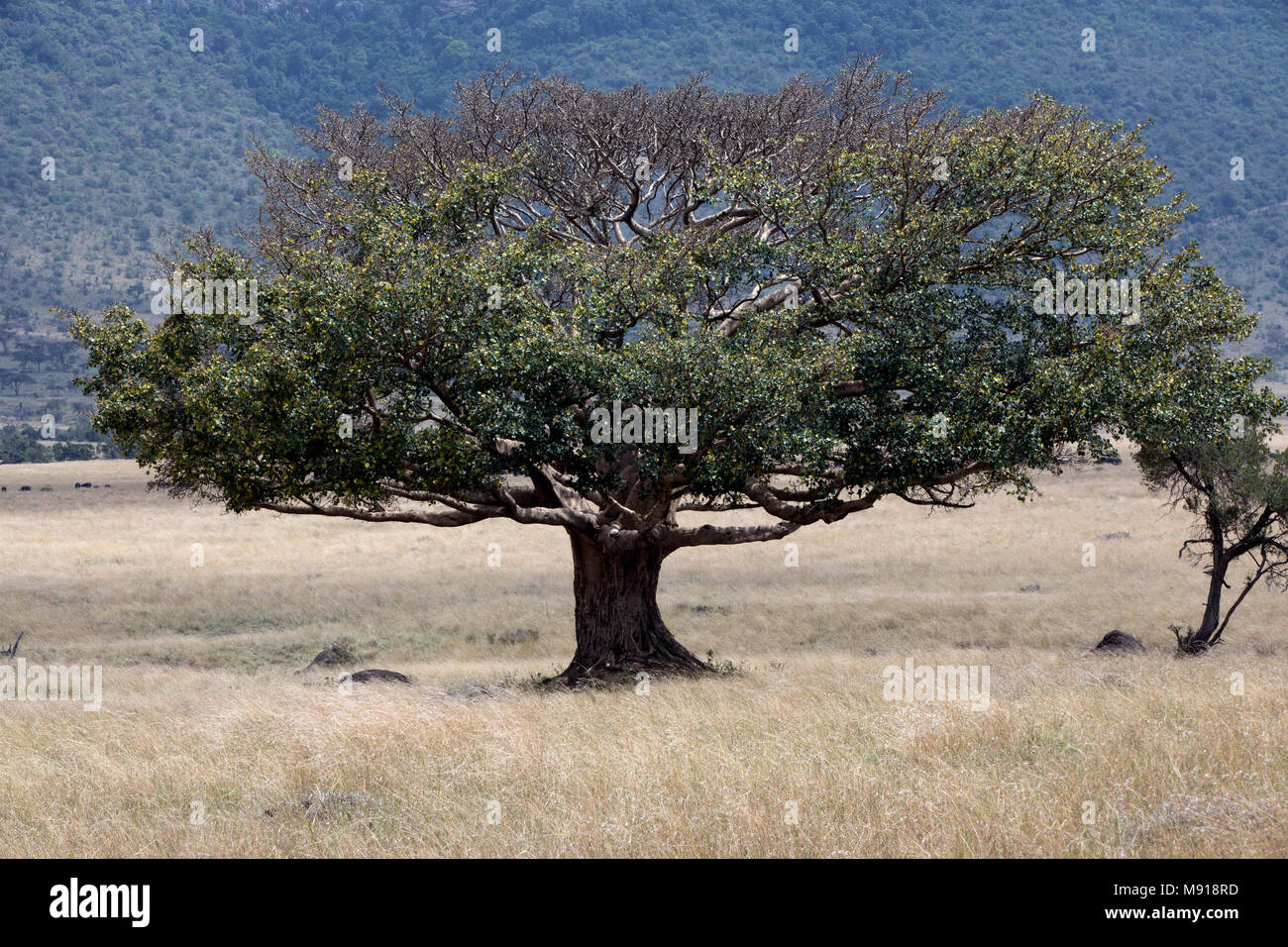 Tree in the bush. Masai Mara game reserve. Kenya Stock Photo - Alamy