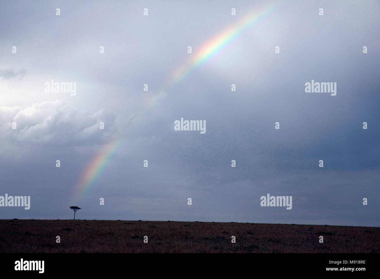 Acacia tree rainbow hi-res stock photography and images - Alamy