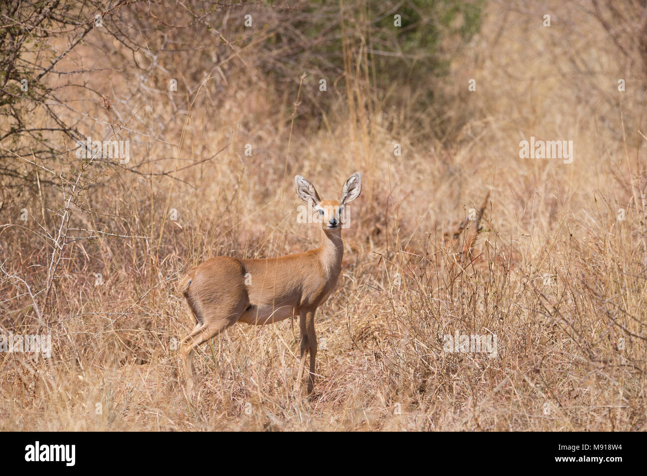 Steenbok botswana african hi-res stock photography and images - Alamy