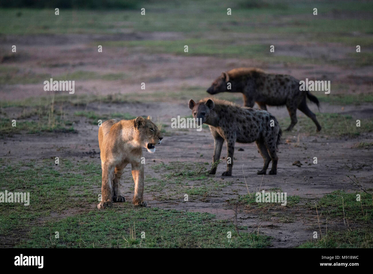 African Lion (Panthera leo) female attacking Hyena (Crocuta crocuta ...